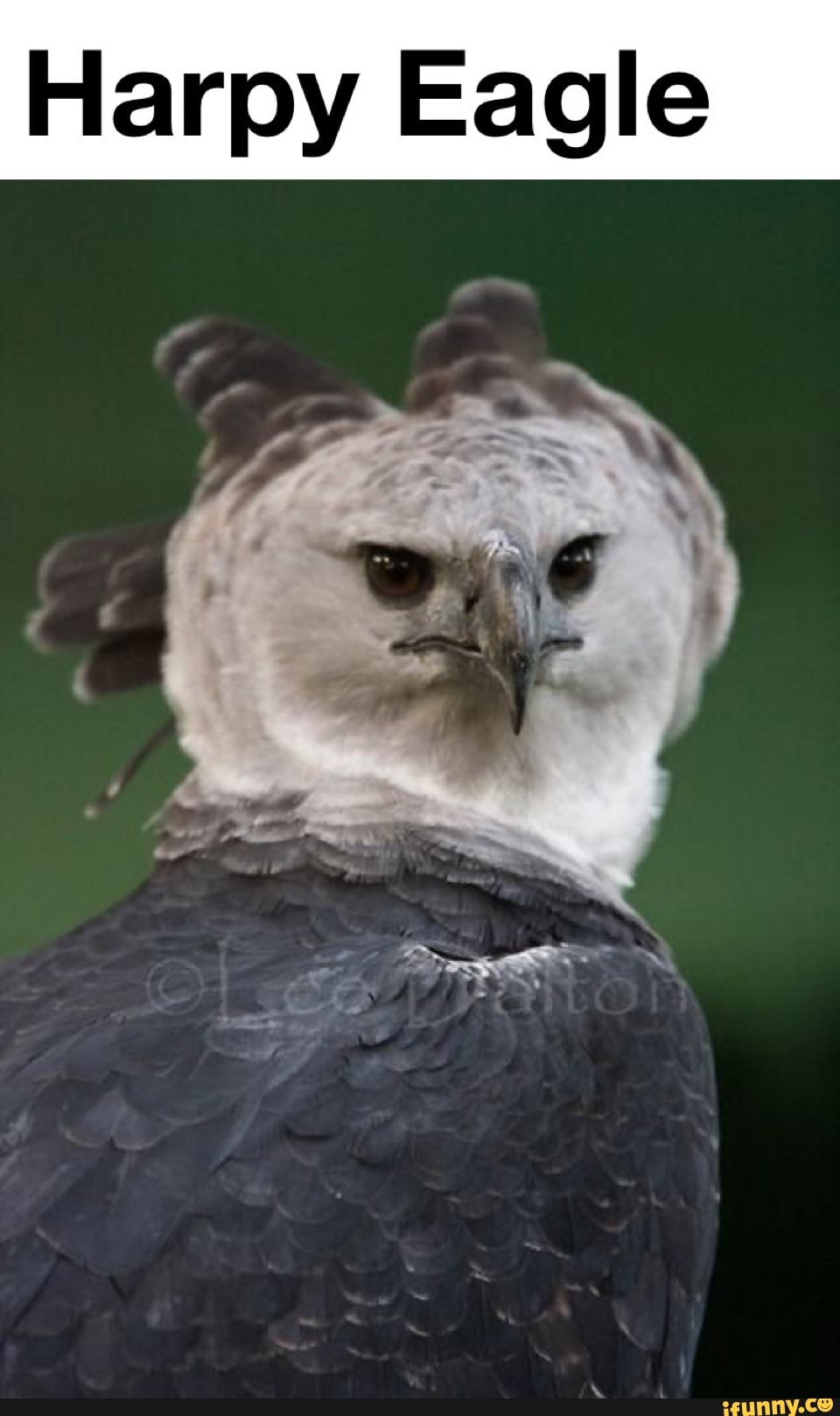 Harpy Eagle - iFunny