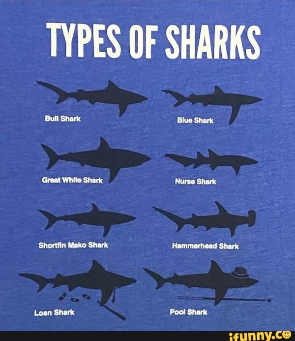 TYPES OF SHARKS Bull Shark Shark Great White Shark 'Shark Shortfin Mako ...