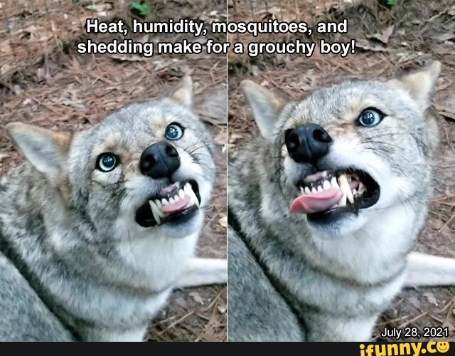 Grouchy memes. Best Collection of funny Grouchy pictures on iFunny