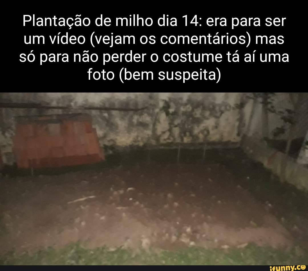 Plantação de milho dia 14: era para ser um vídeo (vejam os comentários ...