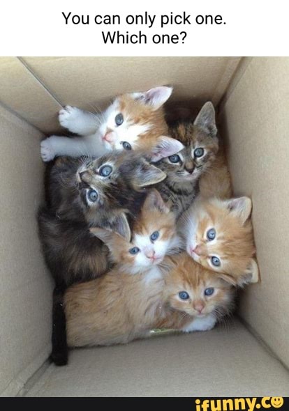 You can only pick one. Which one? - iFunny