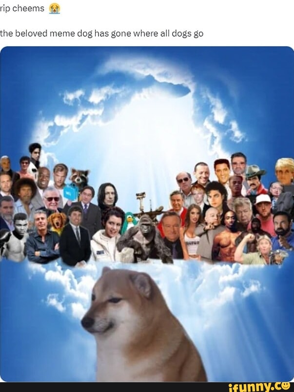 Rip cheems the beloved meme dog has gone where all dogs go - iFunny