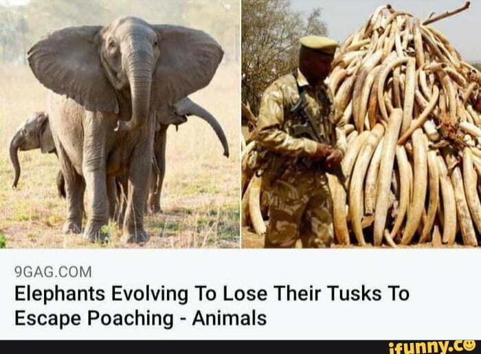 Tusks memes. Best Collection of funny Tusks pictures on iFunny