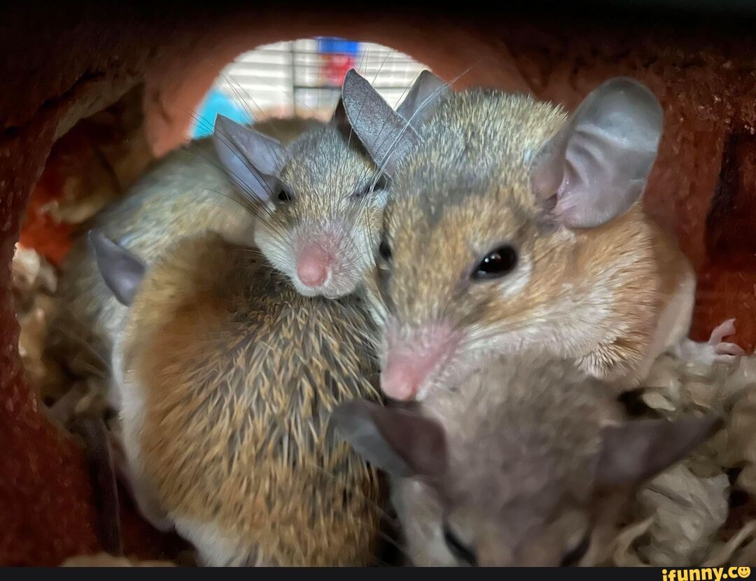 Family_unit memes. Best Collection of funny Family_unit pictures on iFunny