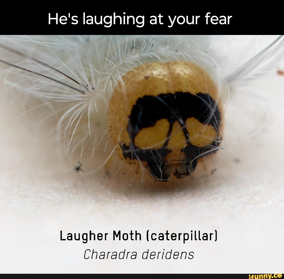 He's laughing at your fear Laugher Moth (caterpillar) Charadra deridens ...