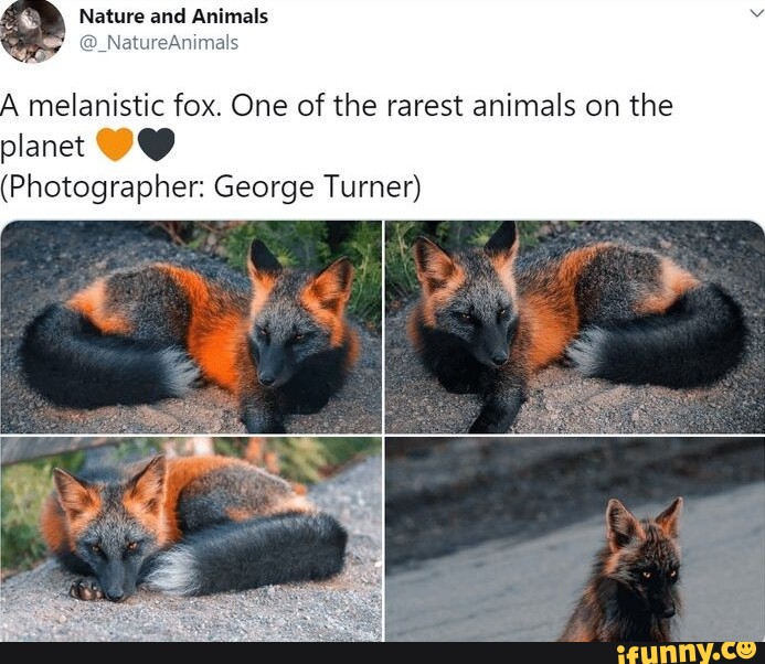 A melanistic fox. One of the rarest animals on the planet Nature and ...