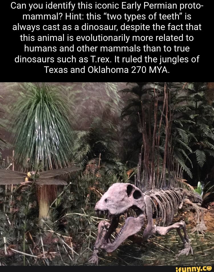 Can you identify this iconic Early Permian proto- mammal? Hint: this ...