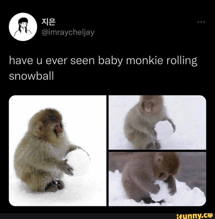 Monkie memes. Best Collection of funny Monkie pictures on iFunny