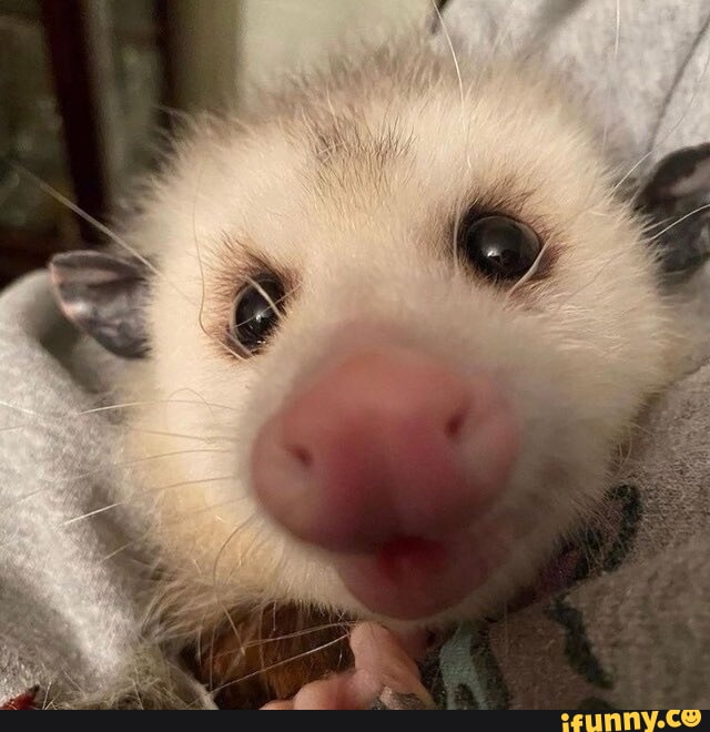 Opossum memes. Best Collection of funny Opossum pictures on iFunny