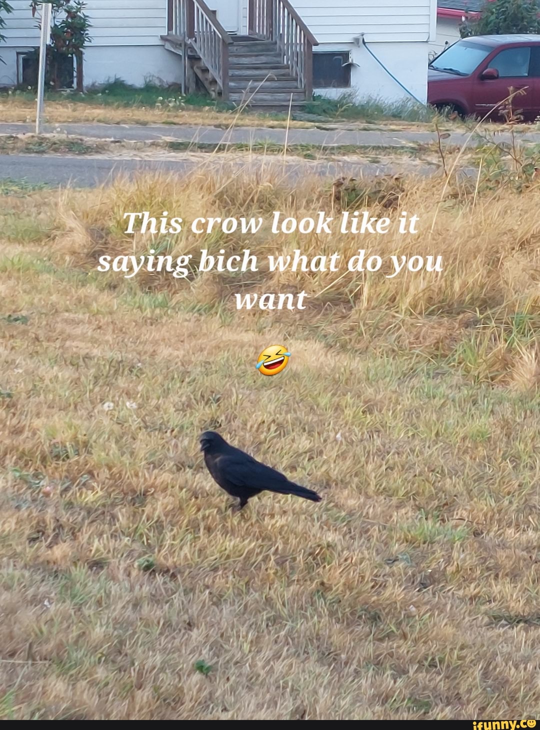 This crow look like it saying bich what do you want LAG LA ot - iFunny