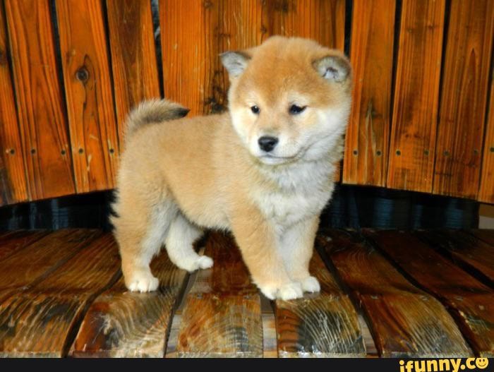 Shibu memes. Best Collection of funny Shibu pictures on iFunny