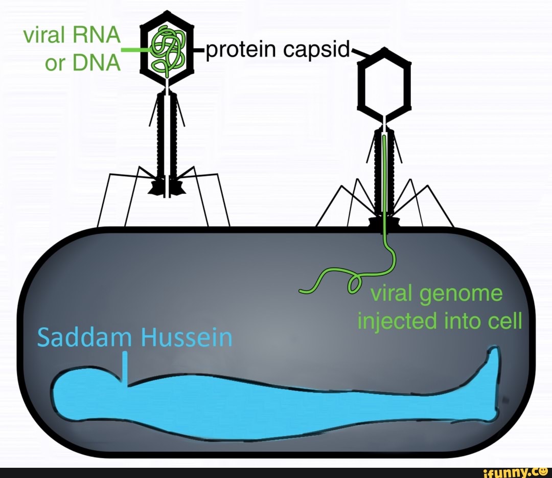 Viral RNA -protein capsid Viral genome injected into cell Saddam ...