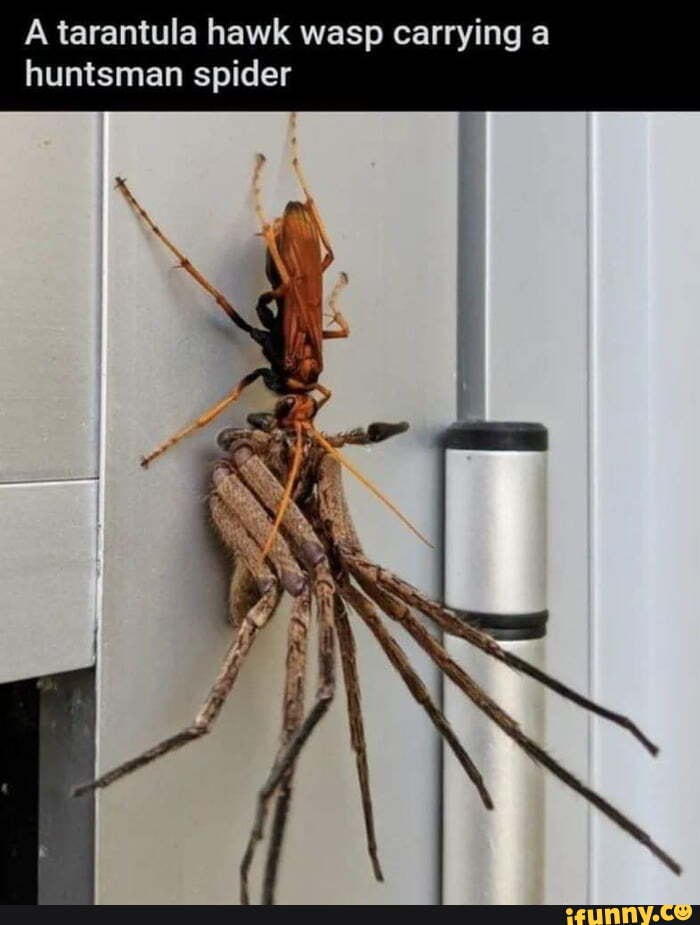 A tarantula hawk wasp carrying a huntsman spider - iFunny