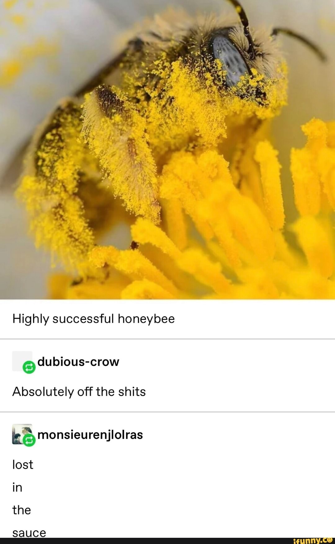 Highly successful honeybee dubious-crow Absolutely off the shits ...