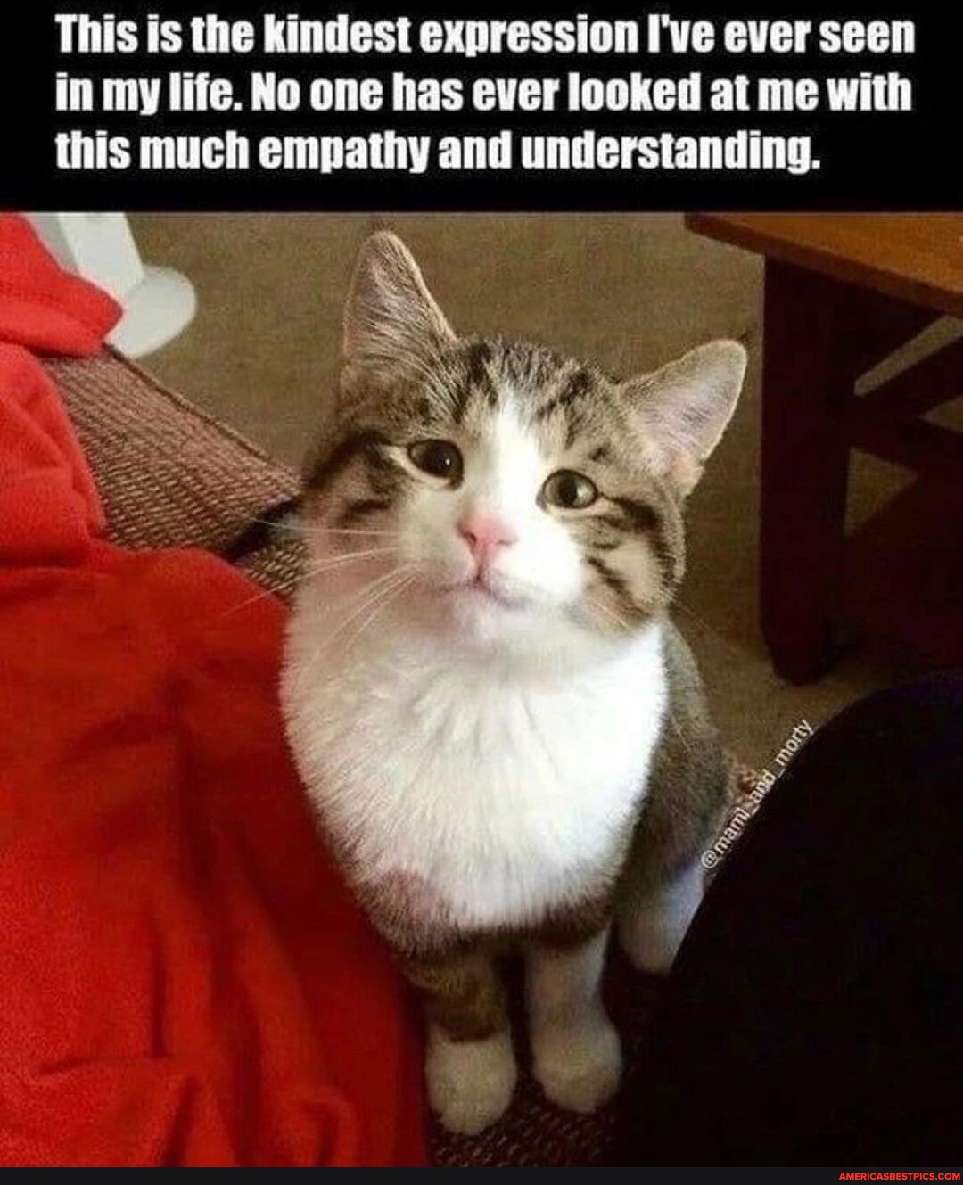 Catmemes catmemesdaily cat kitten instacat catmemesarethebest memecat ...