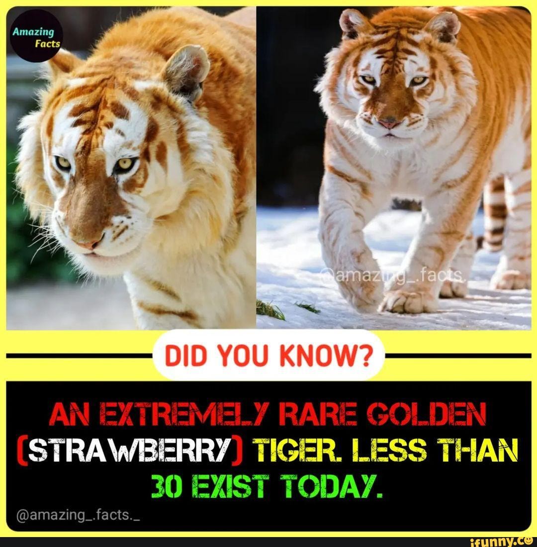 Rare Golden Tigers