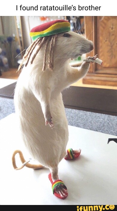 Ratatouilles memes. Best Collection of funny Ratatouilles pictures on ...