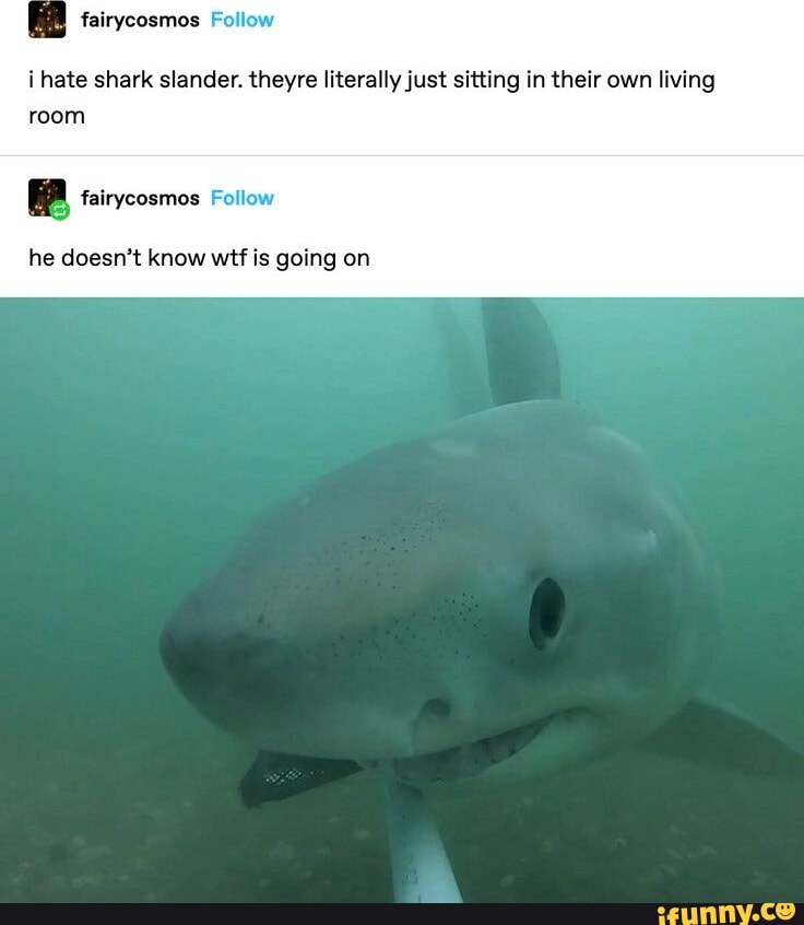 I hate shark slander. theyre literally just sitting in their own living ...