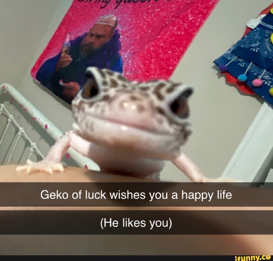 Geko of luck wishes you a happy life (He likes you) - iFunny