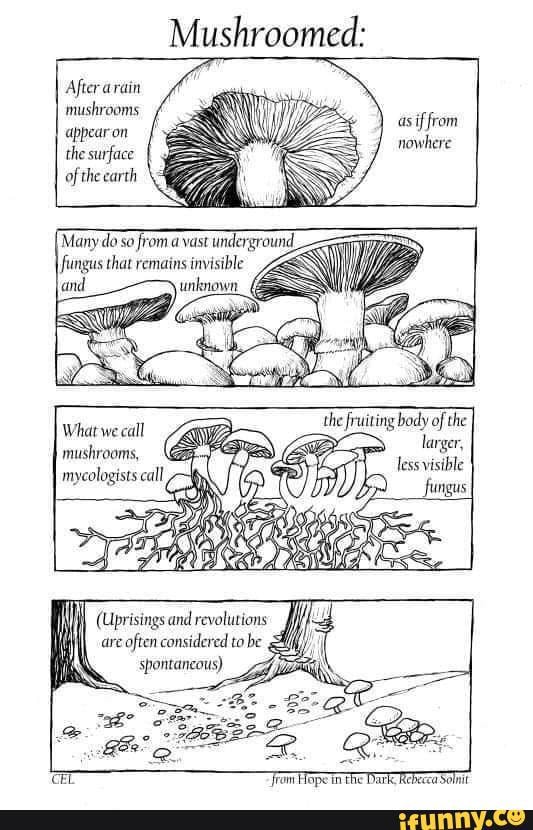 Well he seems like a Fungi - Mushroomed: After arain mushrooms asiffrom ...