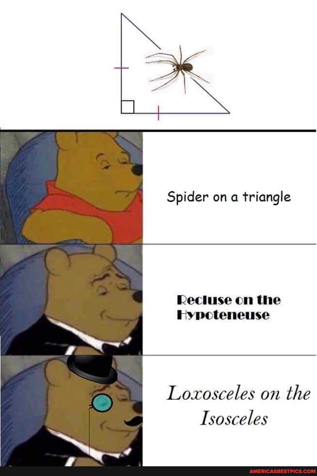 Spider on a triangle Recluse on the Hypoteneuse Loxosceles on the ...