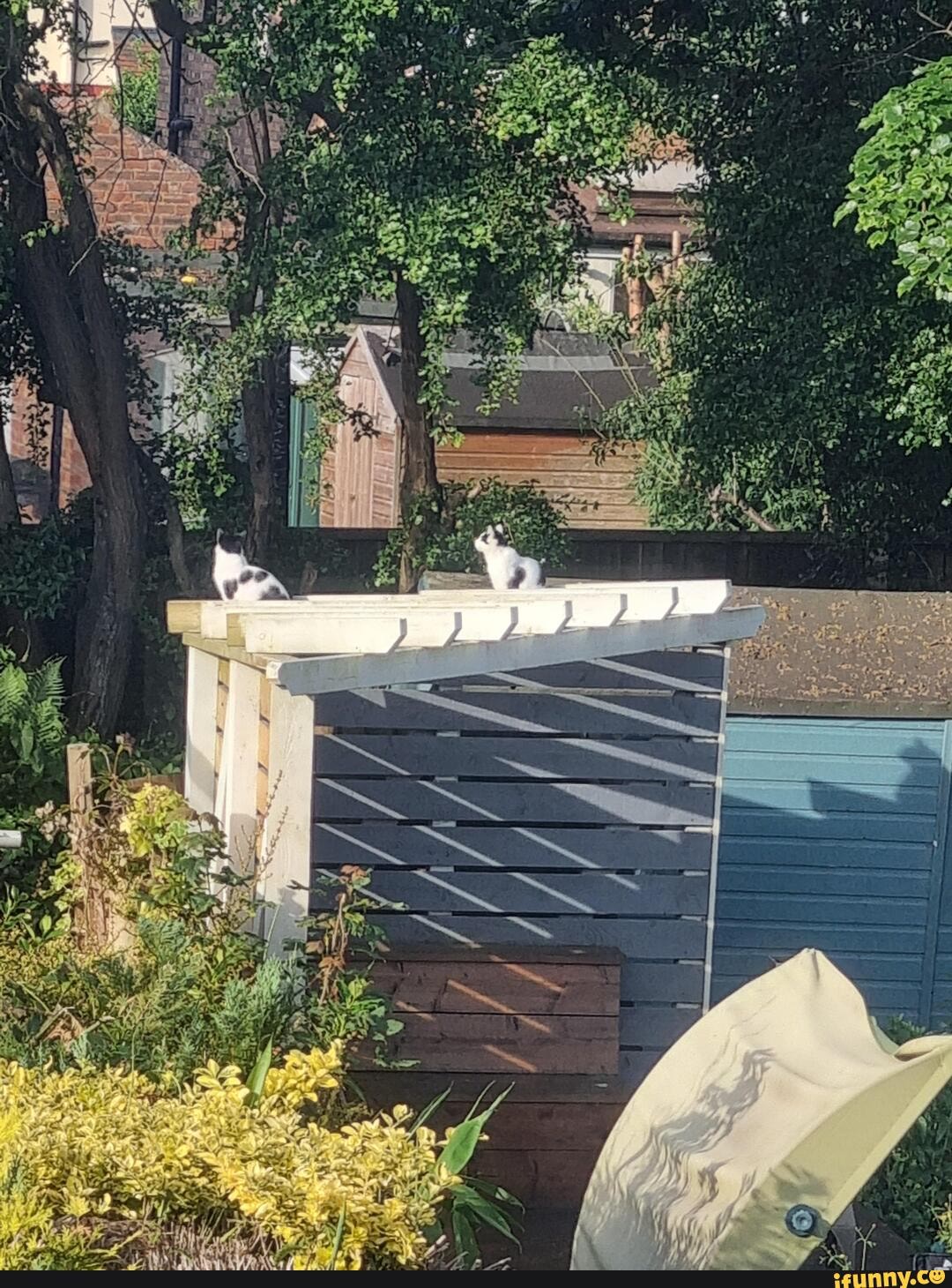 Pergola memes. Best Collection of funny Pergola pictures on iFunny