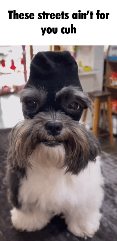 Cuh memes. Best Collection of funny Cuh pictures on iFunny