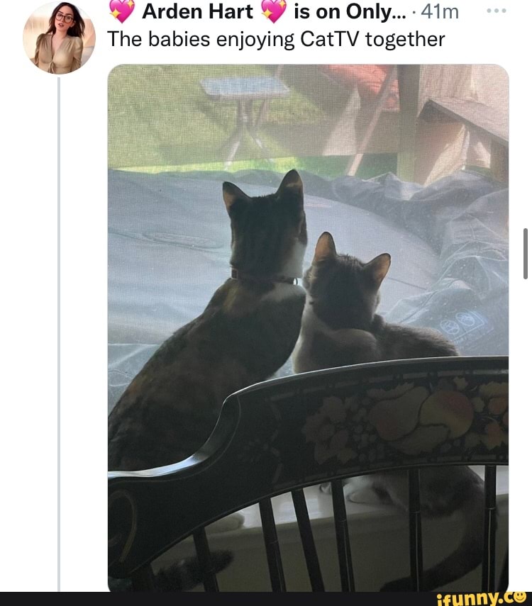Arden Hart is on Only... The babies enjoying CatTY together - iFunny