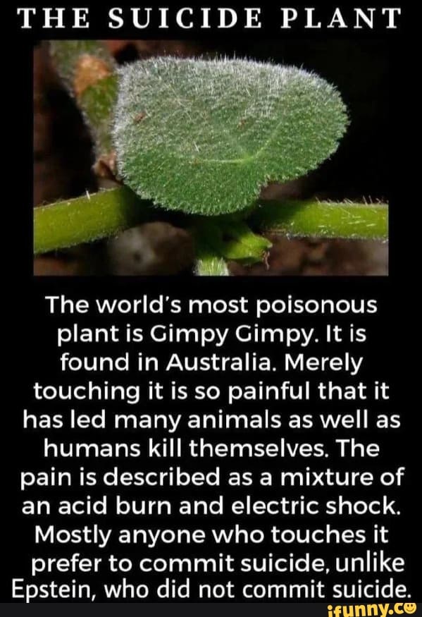 Gimpy memes. Best Collection of funny Gimpy pictures on iFunny