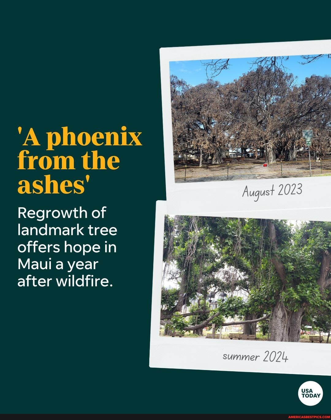 After the deadliest wildfire in more than a century ripped through Maui ...