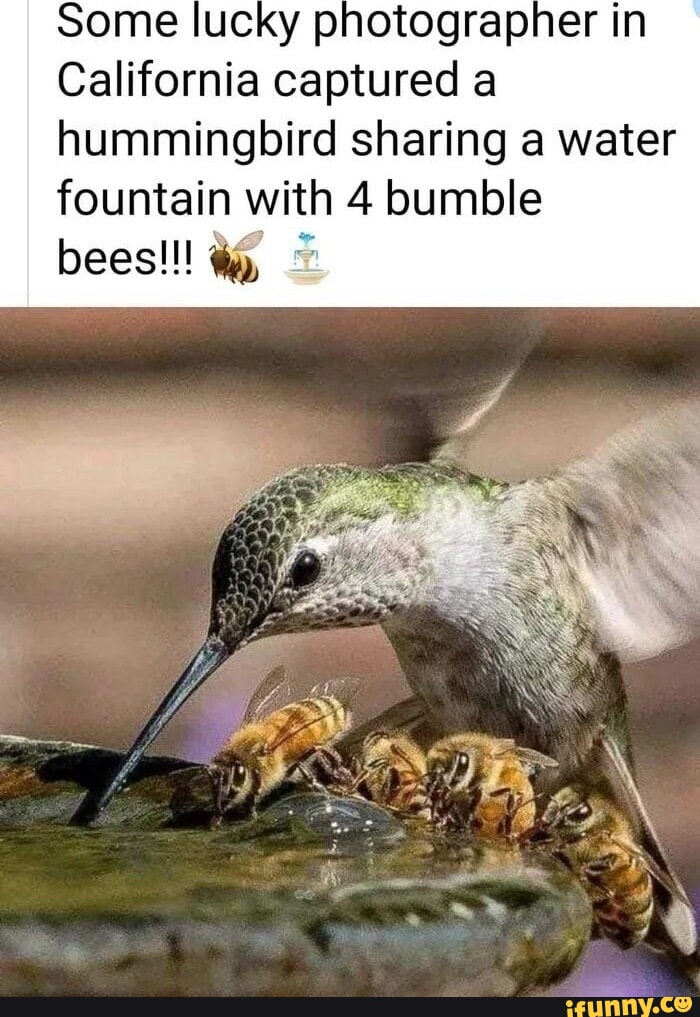 Hummingbird memes. Best Collection of funny Hummingbird pictures on iFunny
