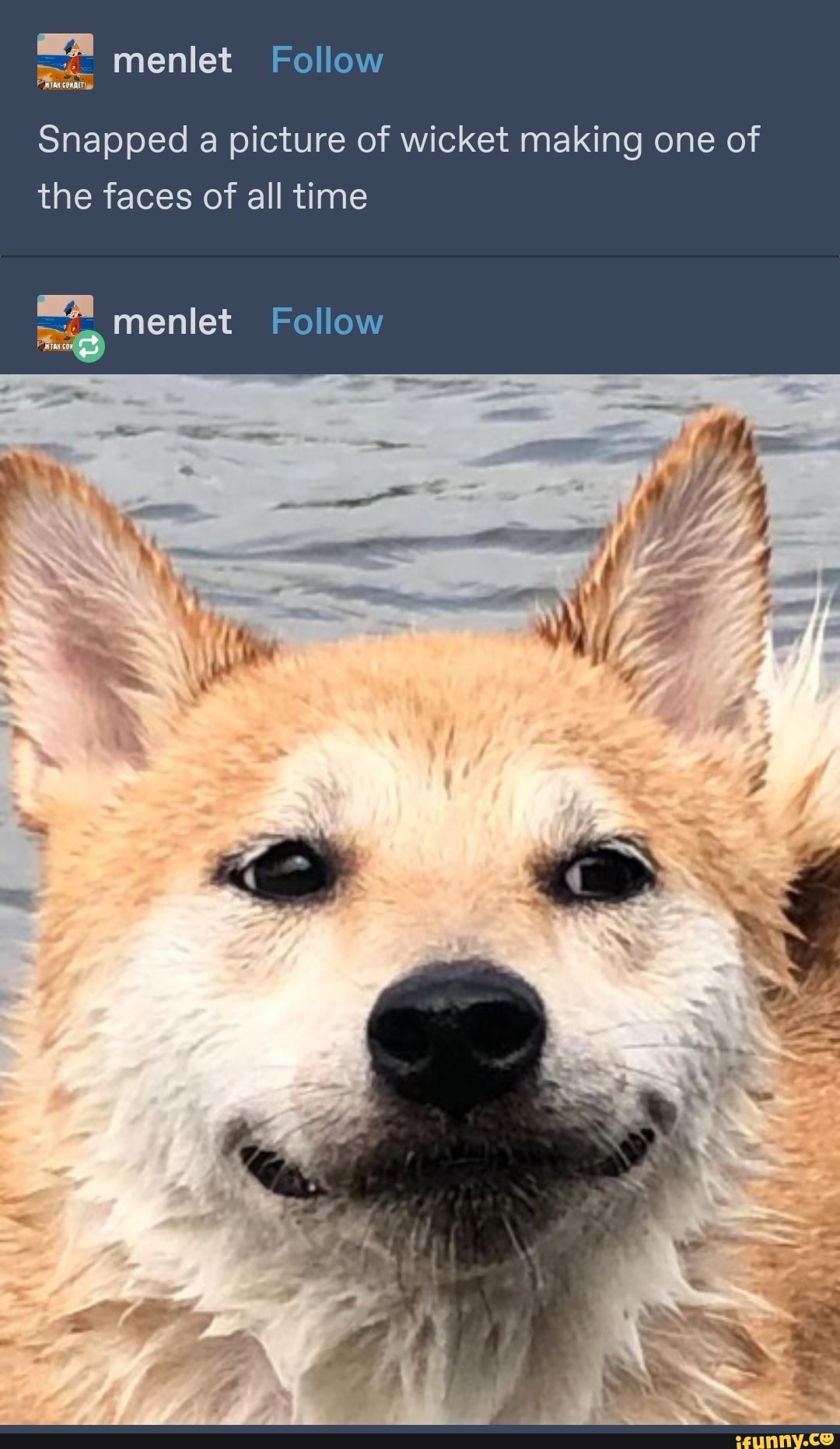 Wicket memes. Best Collection of funny Wicket pictures on iFunny