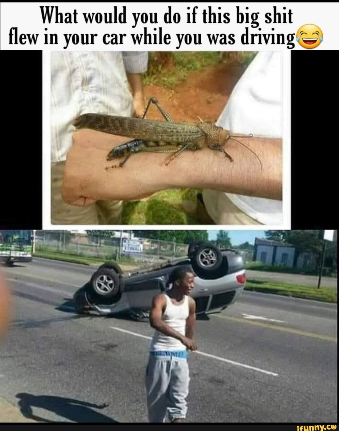 What would you do if this big shit flew m your car while you was ...