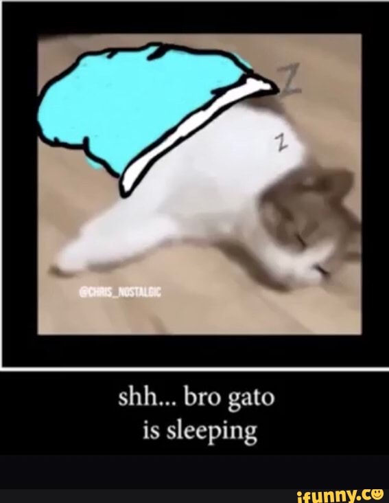 Shh... bro gato is sleeping - iFunny