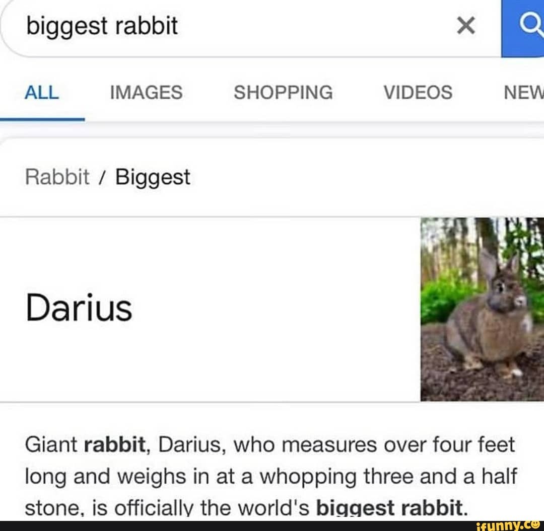 Biggest rabbit ALL IMAGES SHOPPING VIDEOS NEW Rabbit / Biggest Darius ...