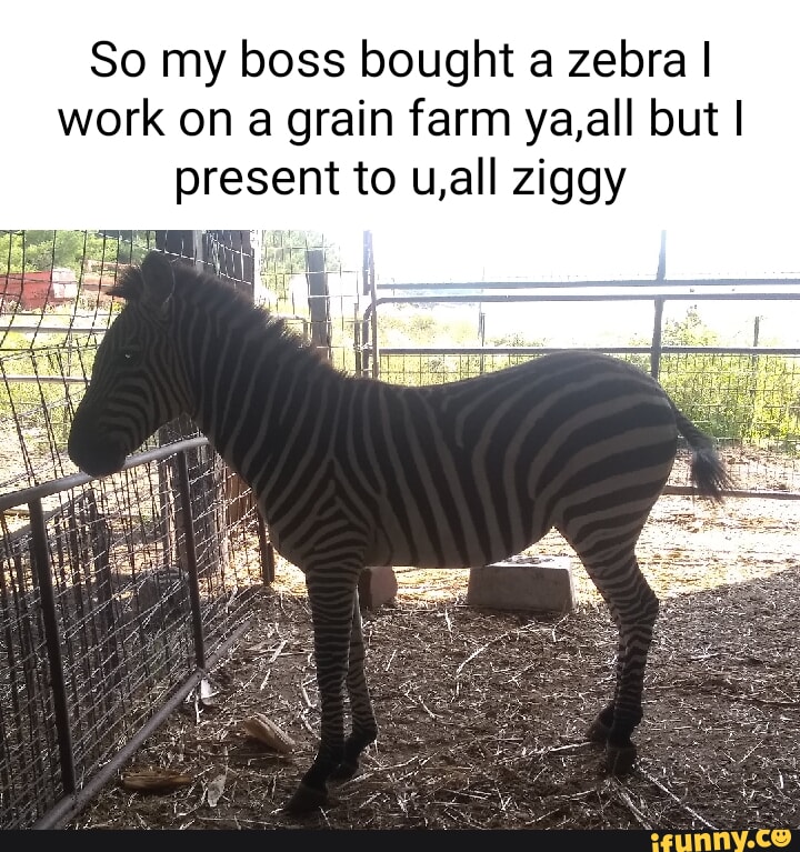 Ziggy memes. Best Collection of funny Ziggy pictures on iFunny