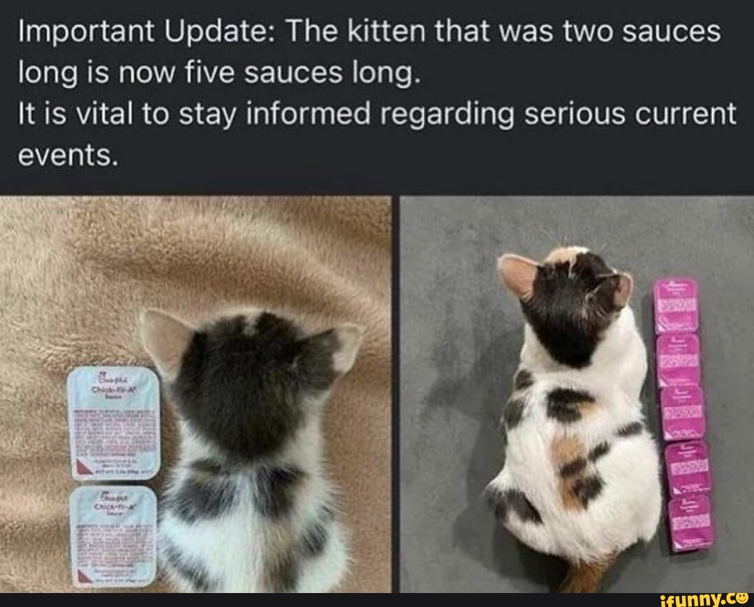 Important Update: The kitten that was two sauces long is now five ...