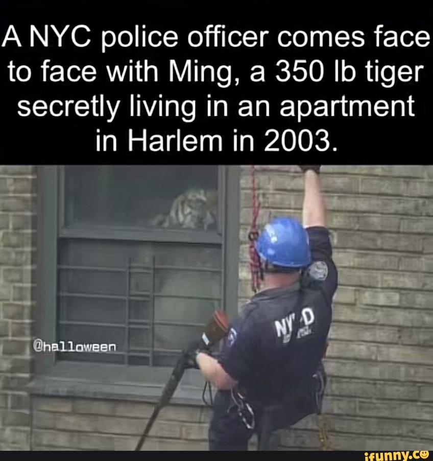 NYC police officer comes face to face with Ming, a 350 lb tiger ...