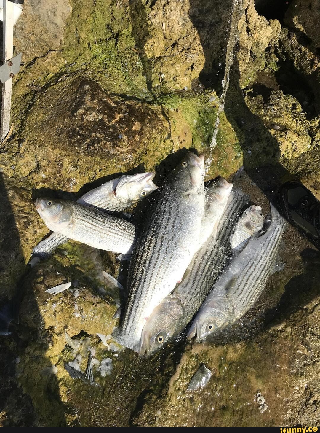 Striped bass - iFunny