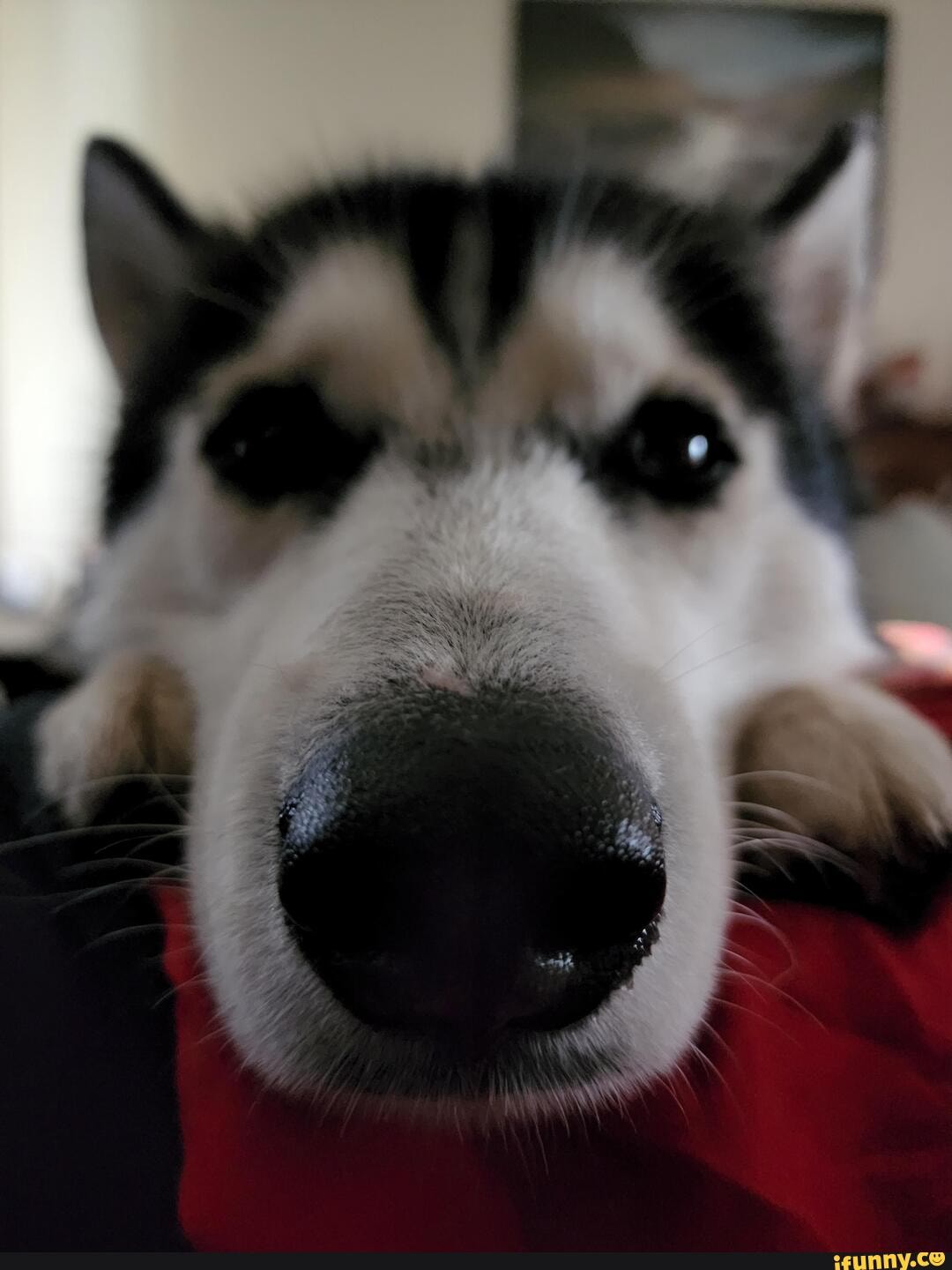 Boop_the_snoot memes. Best Collection of funny Boop_the_snoot pictures ...