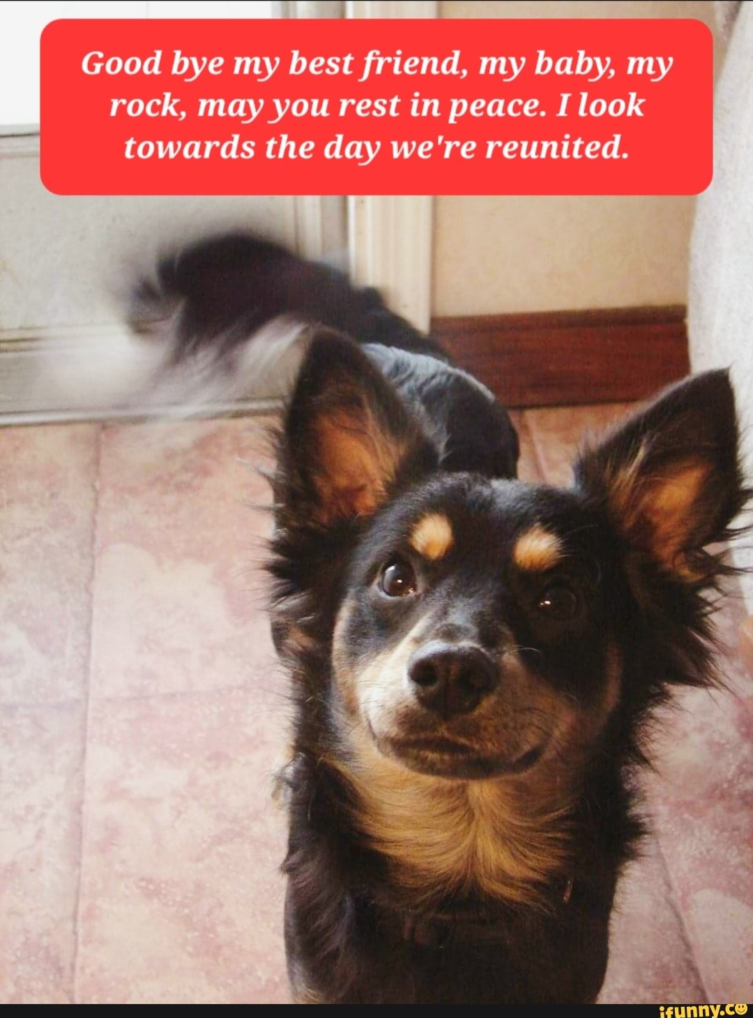 Good bye my best friend, my baby, my rock, may you rest in peace. I ...