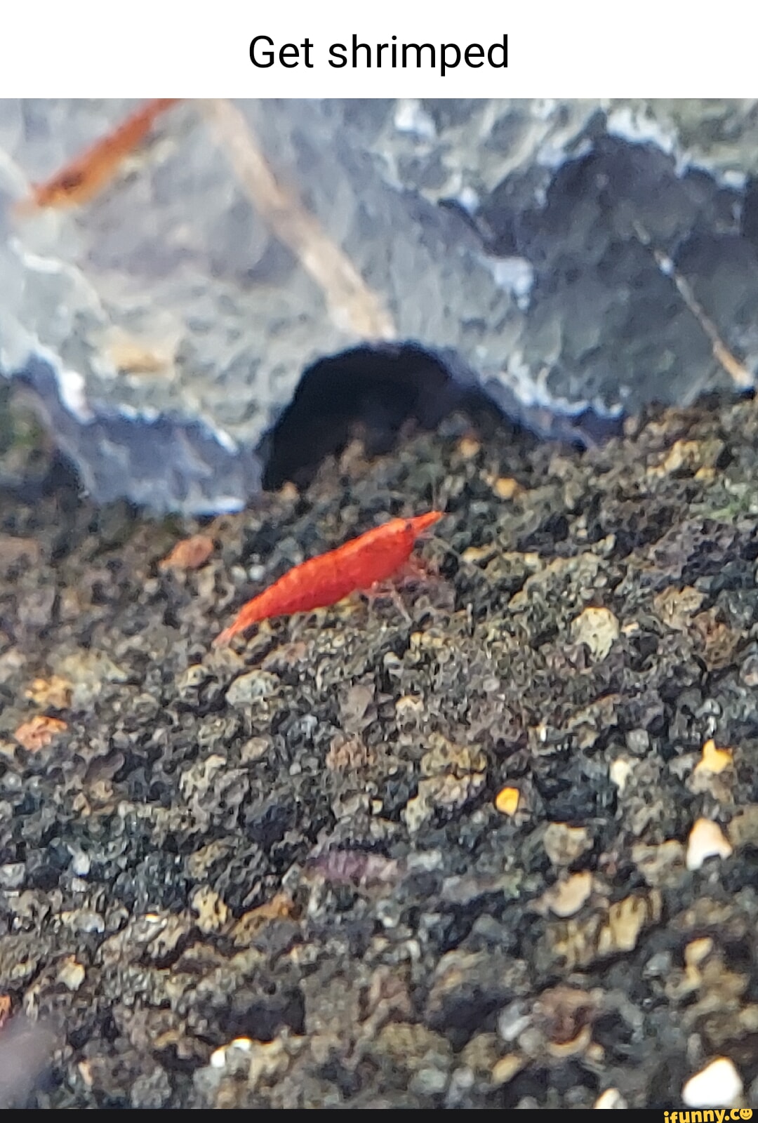 Shrimpfriedrice memes. Best Collection of funny Shrimpfriedrice ...