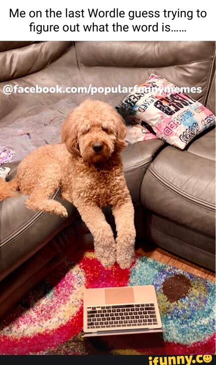 Goldendoodle memes. Best Collection of funny Goldendoodle pictures on ...