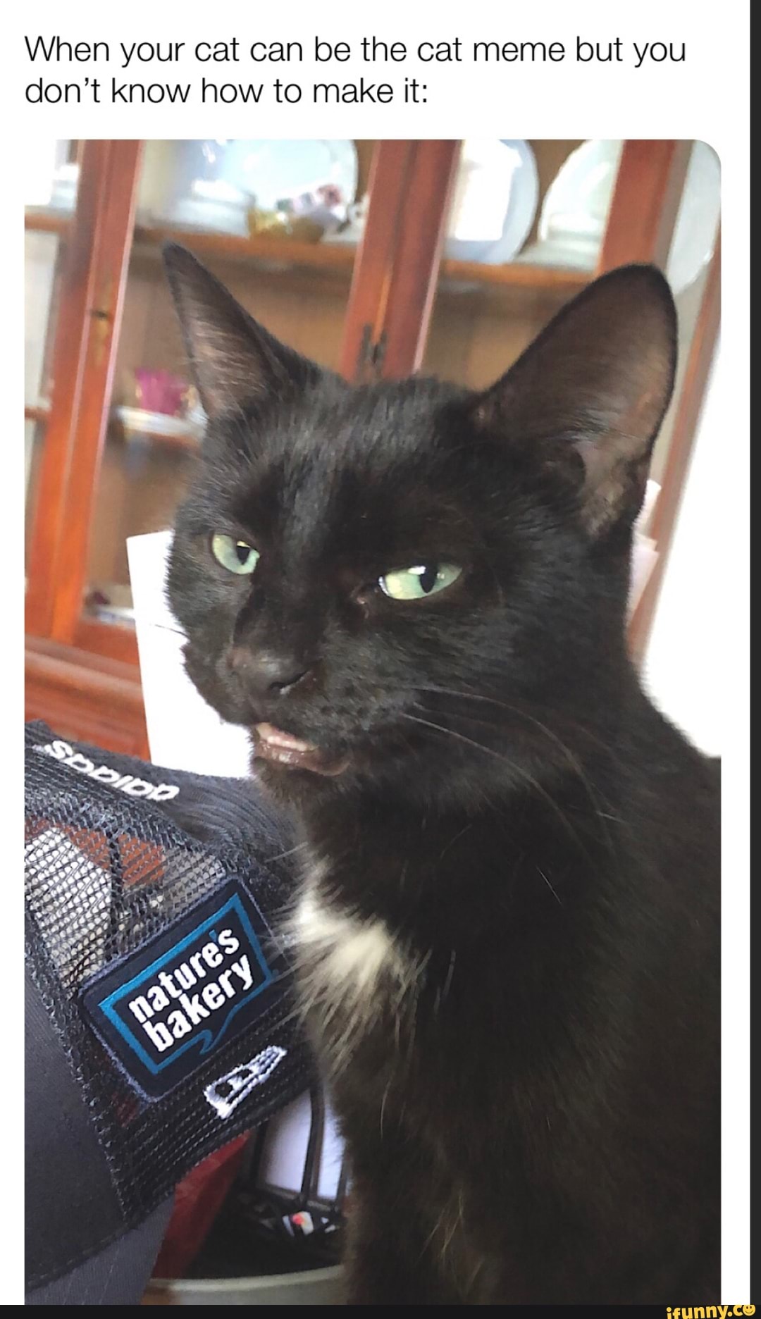 When your cat can be the cat meme but you don’t know how to make it ...