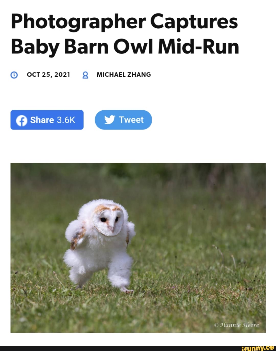 Photographer Captures Baby Barn Owl Mid-Run OCT 25, 2021 MICHAEL ZHANG ...