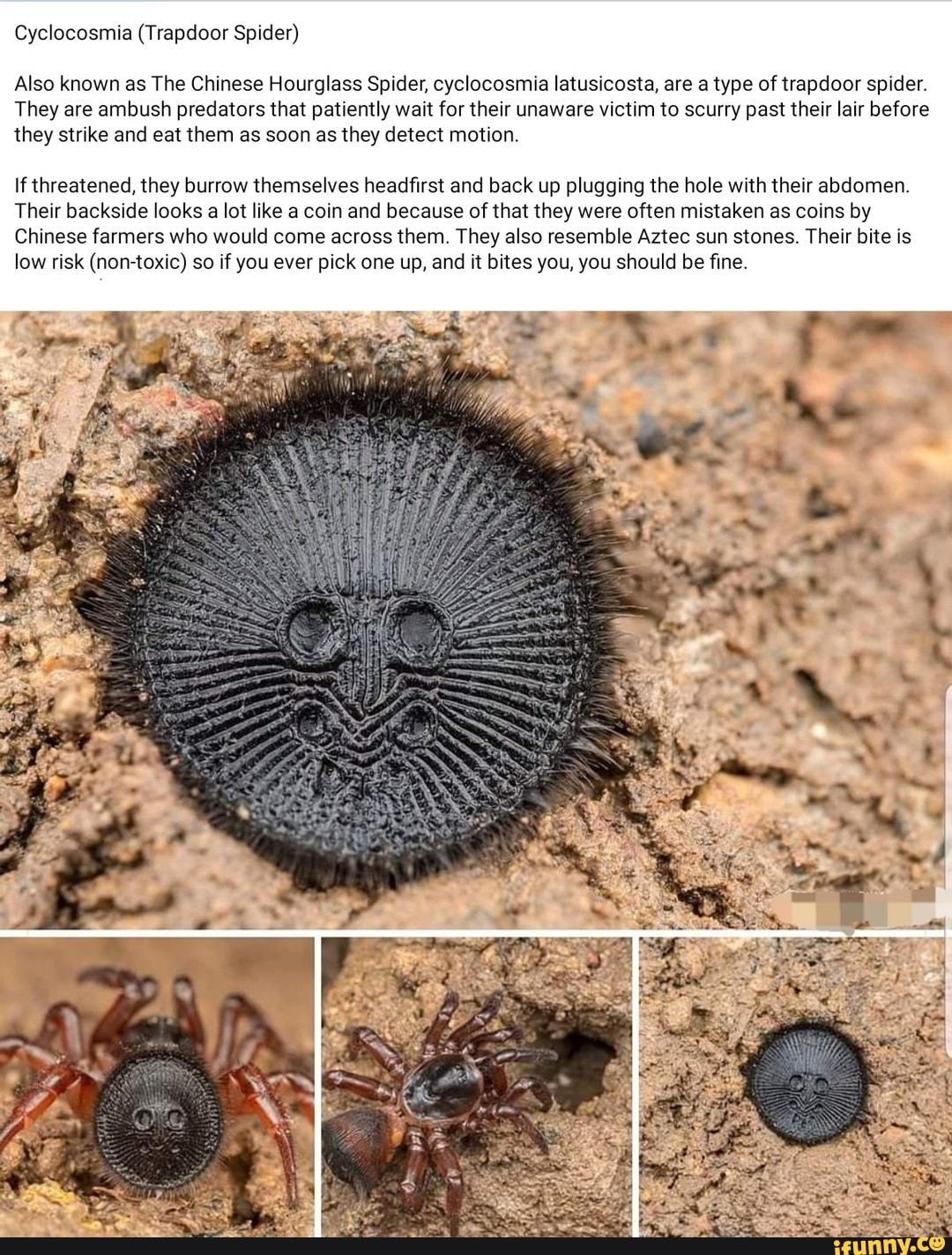 Cyclocosmia (Trapdoor Spider) - Cyclocosmia (Trapdoor Spider) Also ...