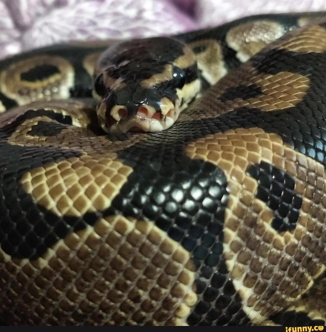 Luffy the ball python being a cute little plop! You can really see his fancy snoot here! He ...