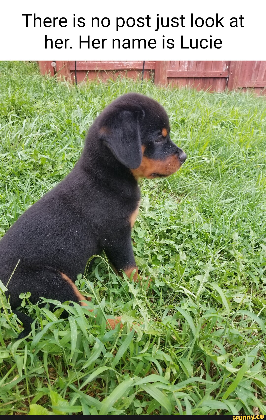 Rottweiler memes. Best Collection of funny Rottweiler pictures on iFunny