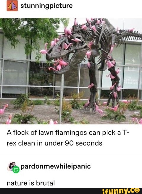 Stunningpicture A flock of lawn flamingos can pick T- rex clean in ...