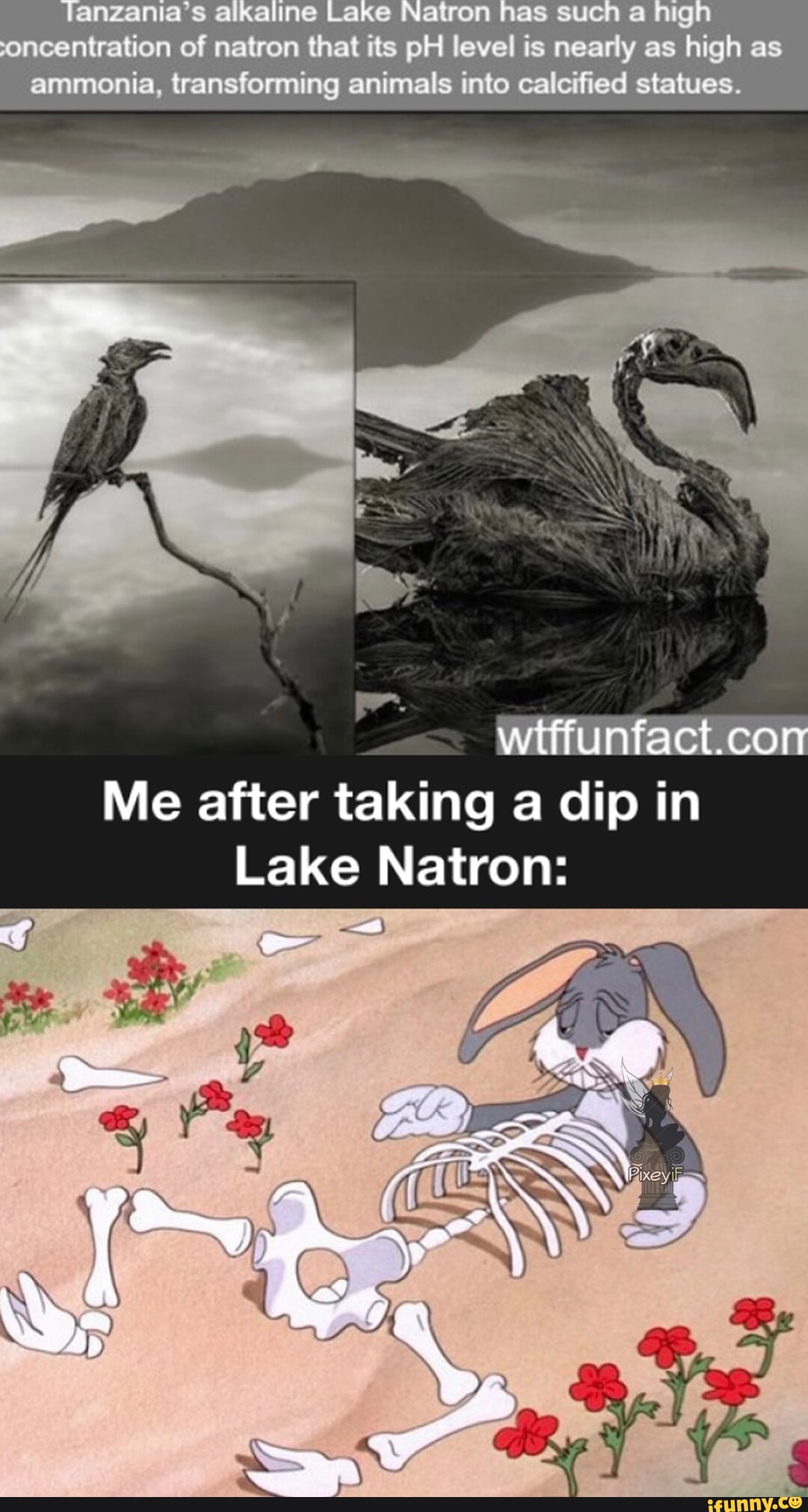 Piney memes. Best Collection of funny Piney pictures on iFunny